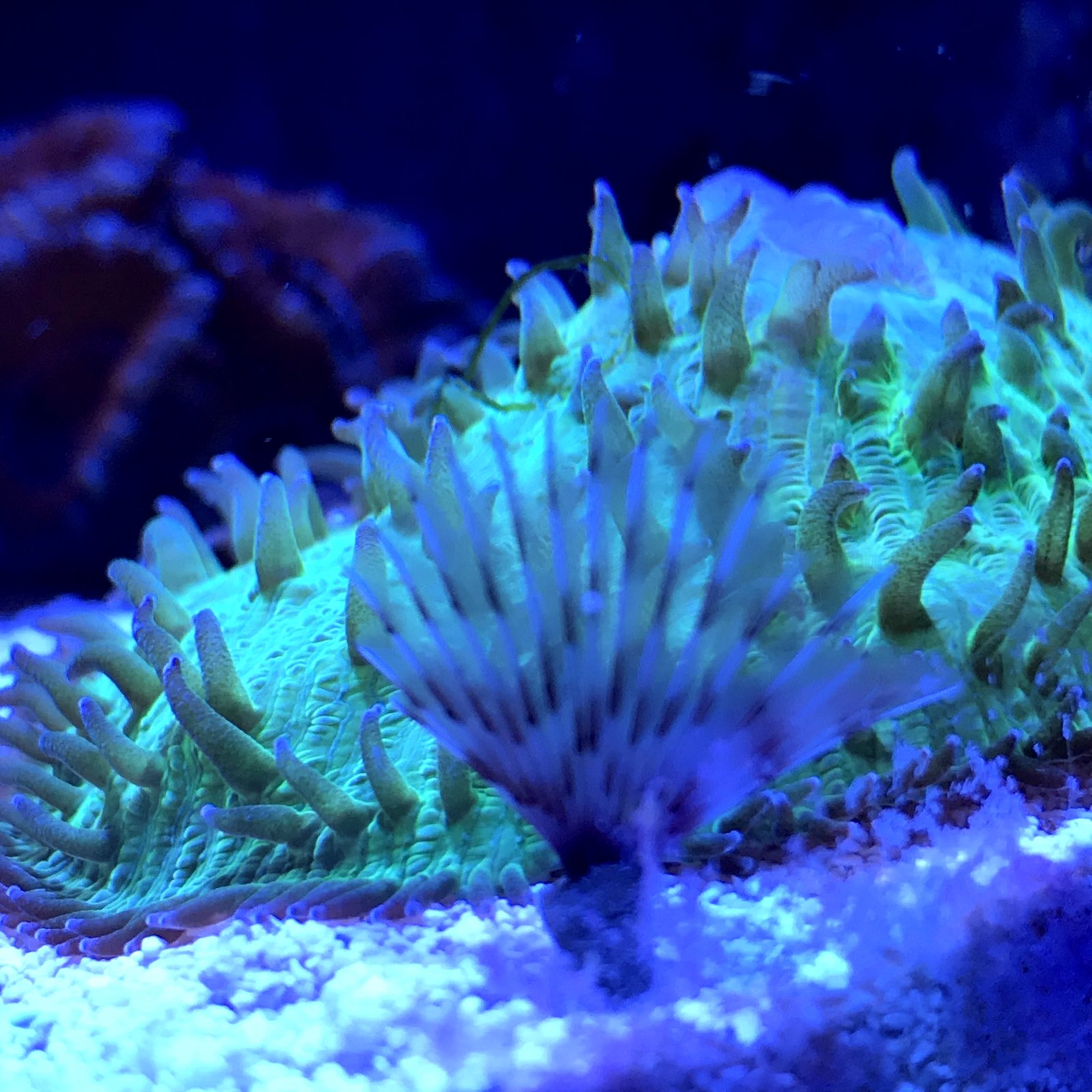 ADA - the 2 island reef - Nano Reef Journals - Nano-Reef Community