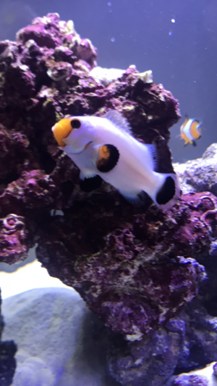 HELP!!! My clownfish has Ich!!!! - Pest and Disease Treatments - Nano ...