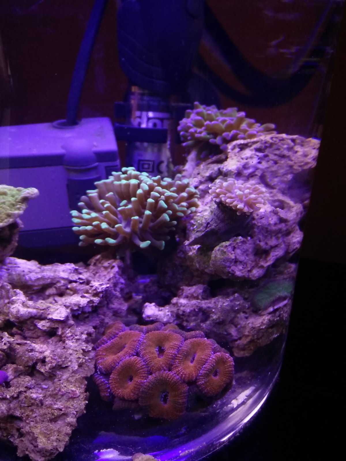 1 gallon reef vase - Nano Reef Journals - Nano-Reef Community