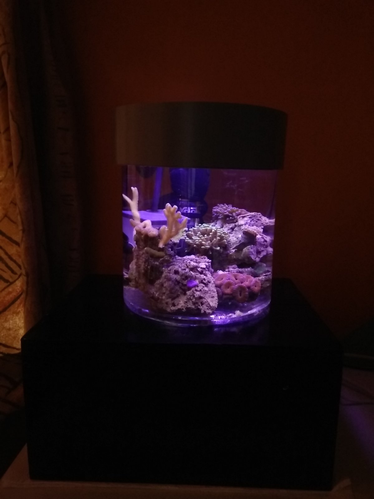 1 gallon reef vase - Nano Reef Journals - Nano-Reef Community