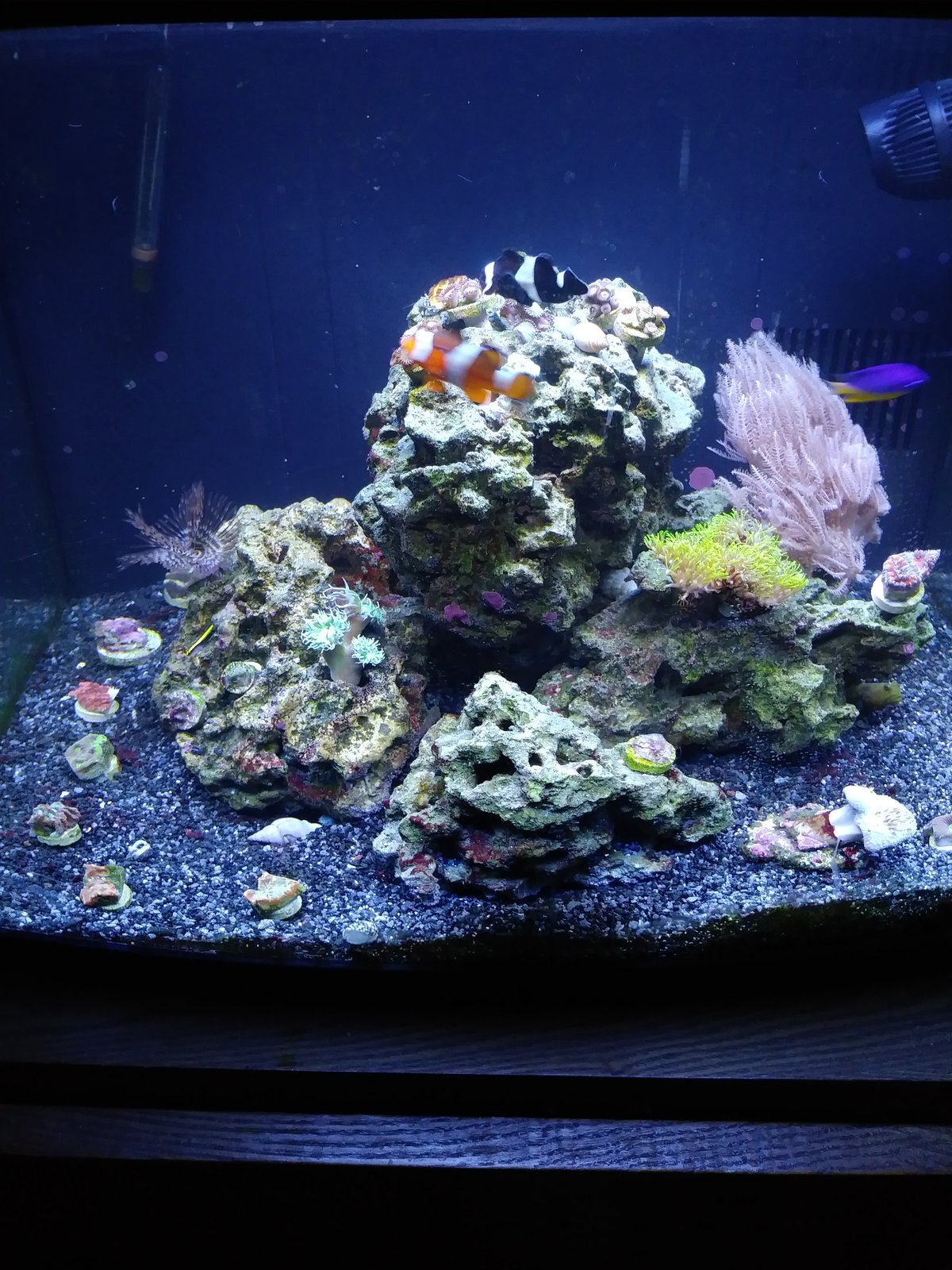 favia/acan placement help - All-In-One Tanks - Nano-Reef Community