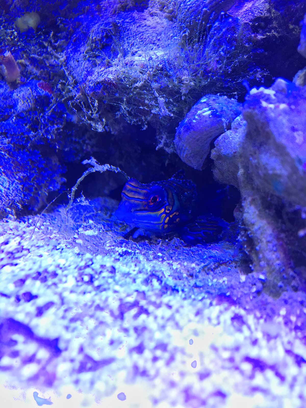 Culturing tisbe pods - Aquaculture and Breeding - Nano-Reef Community