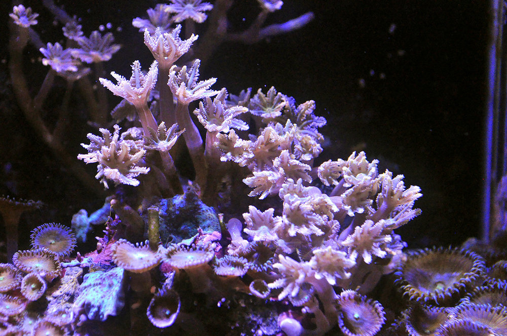Draco's office desktop 2.7 gallon pico reef aquarium - March 2018 ...