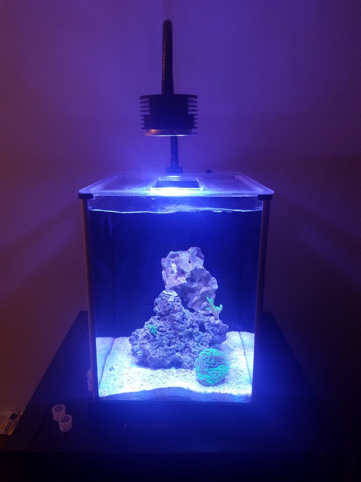 Fluval spec 3 build log - Pico Reef Journals - Nano-Reef Community