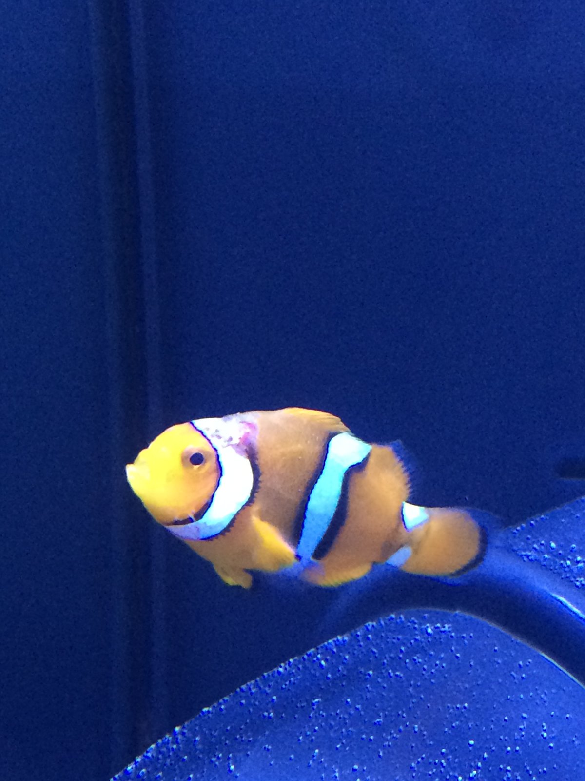 Sick clownfish please help - Pest and Disease Treatments - Nano-Reef ...