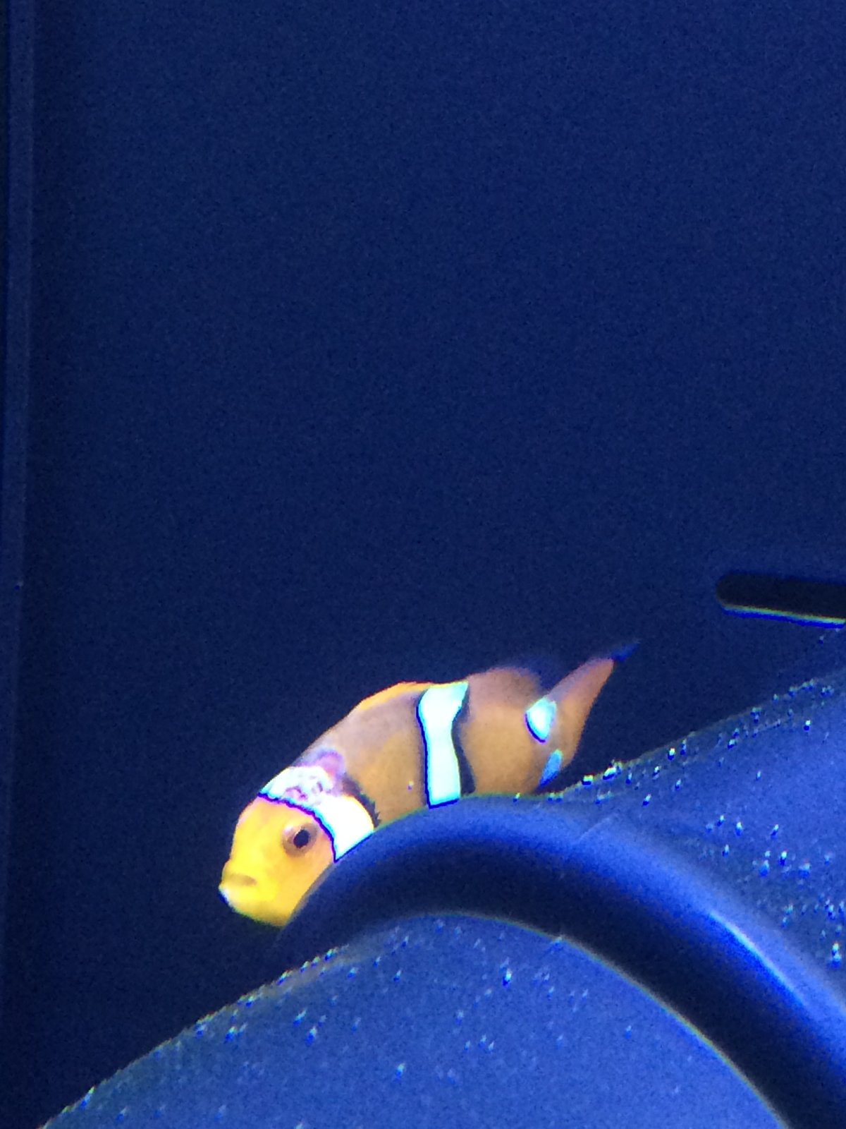 Sick clownfish please help - Pest and Disease Treatments - Nano-Reef ...
