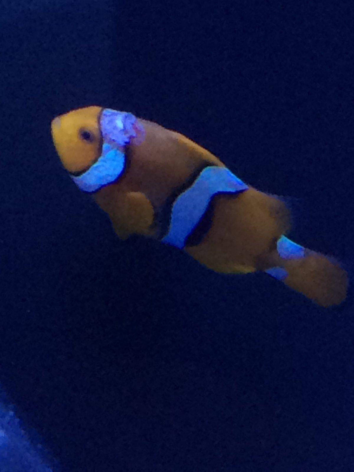 Sick clownfish please help - Pest and Disease Treatments - Nano-Reef ...