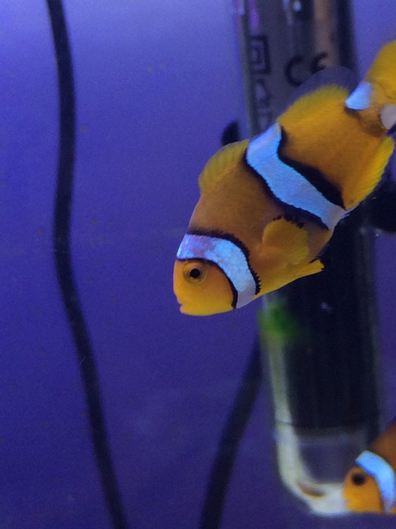 Sick clownfish please help - Pest and Disease Treatments - Nano-Reef ...
