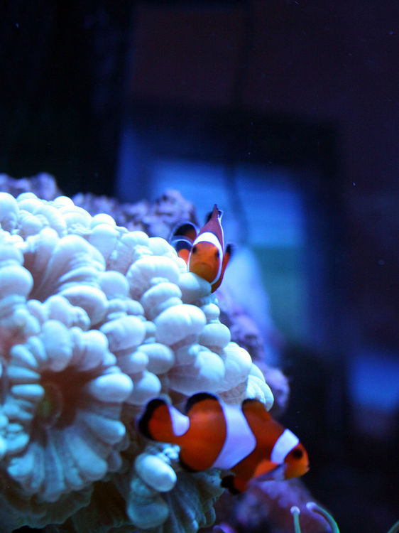 SURVEYMAN46123's IM 10 NUVO Fusion nano reef aquarium - May 2018 ...