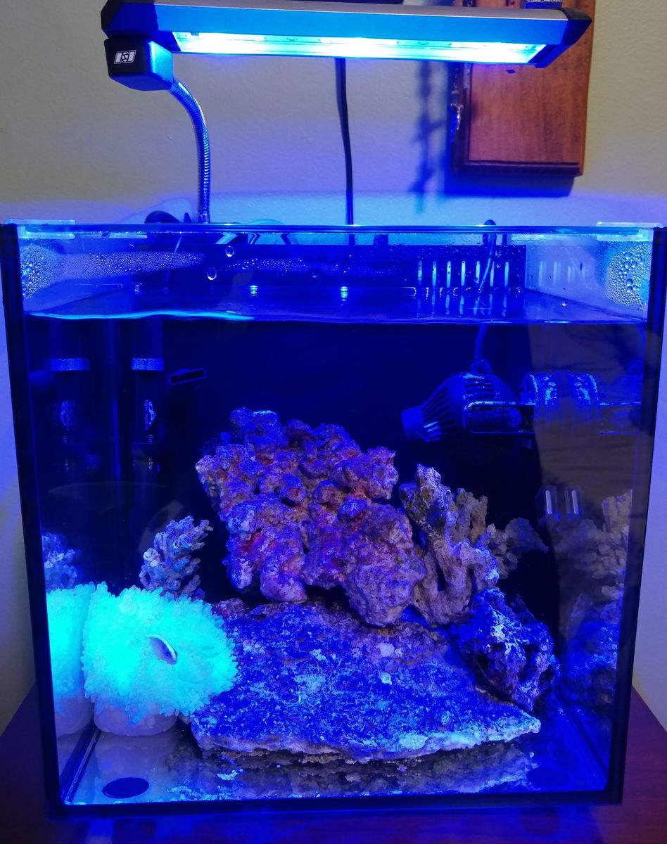 New nano reef 5g AIO - System Setups - Nano-Reef Community