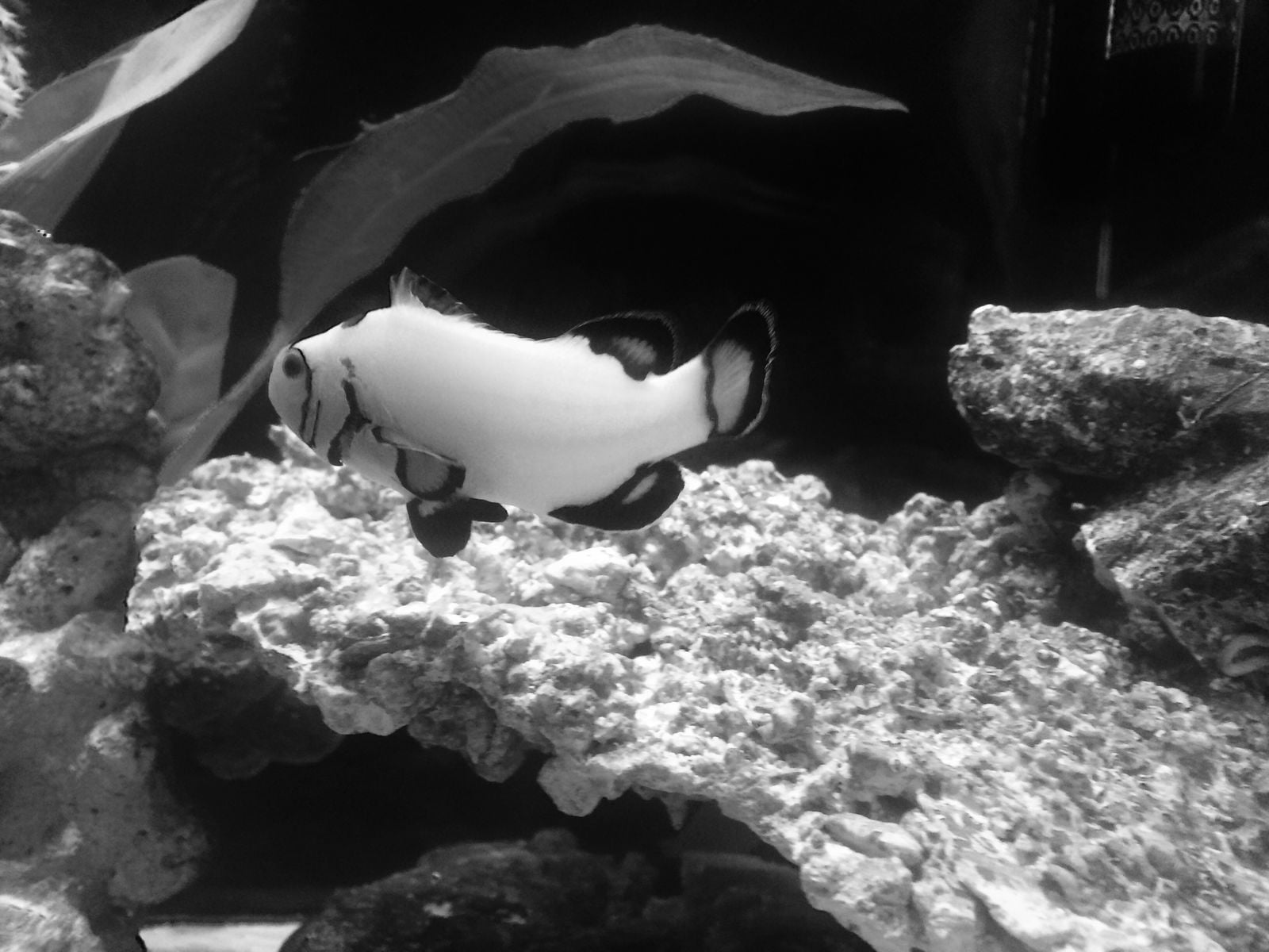 Black and white frostbite ocellaris clown - Fish - Nano-Reef Community