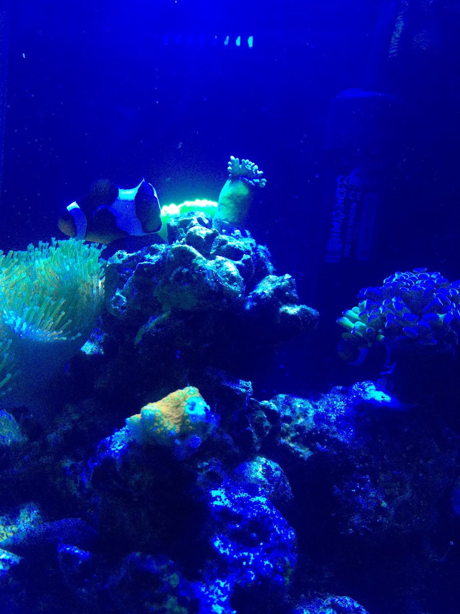 Fluval Spec - Tank Shots - Nano-Reef Community