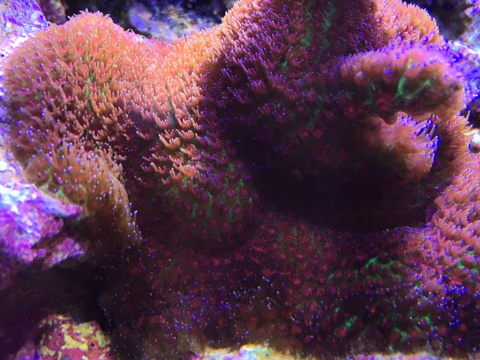 Stylocoeniella - SPS Corals - Nano-Reef Community