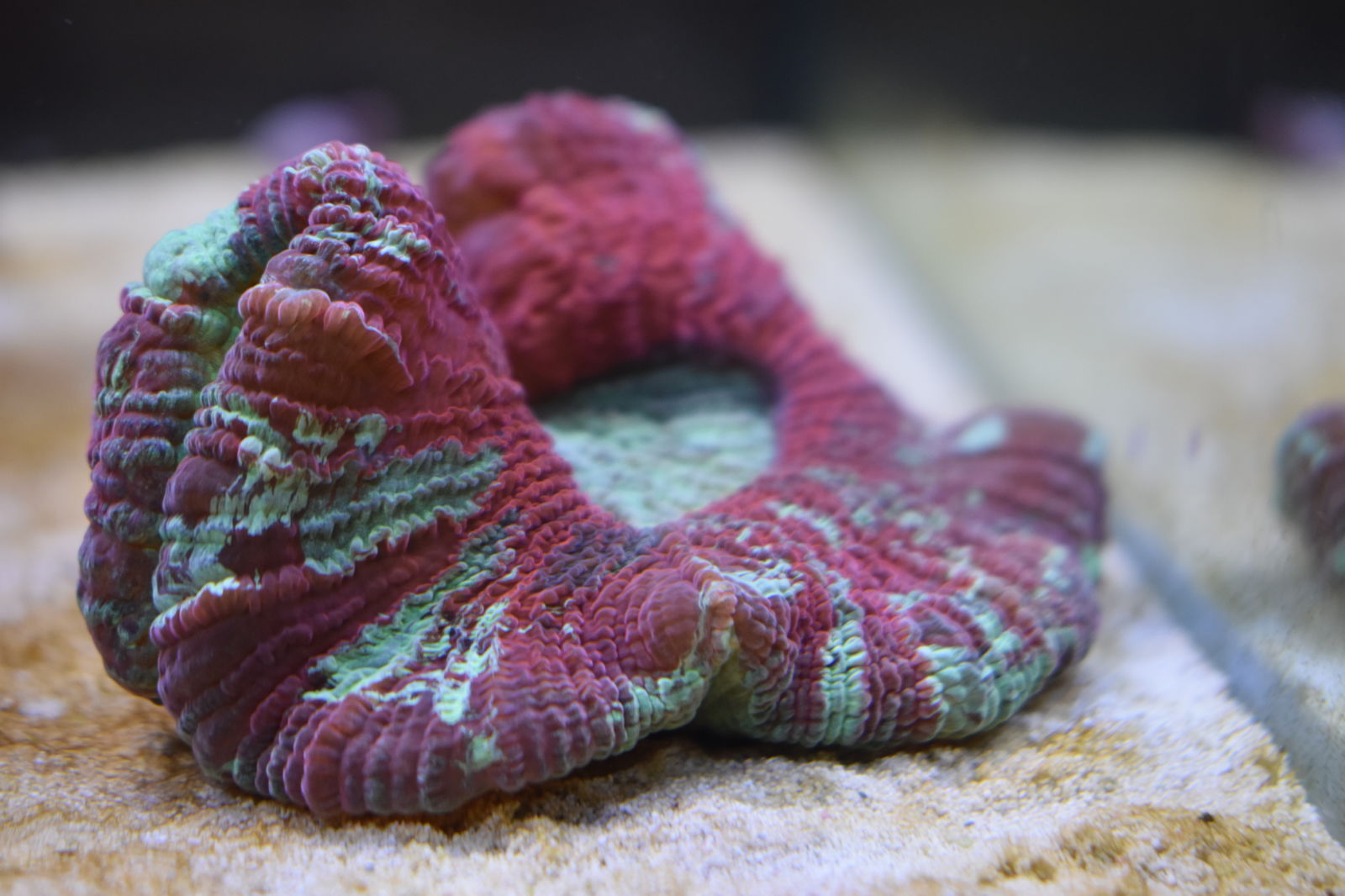 Open Brain Coral - Soft Corals - Nano-Reef Community