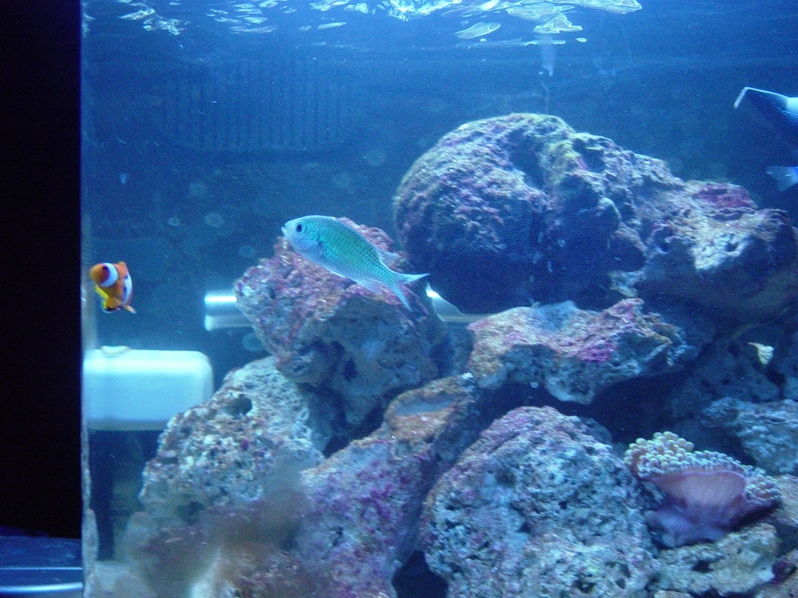Percula and Chromis - Community Photos - Nano-Reef Community
