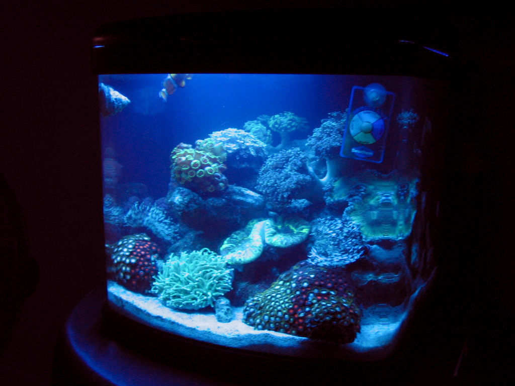 10 Gal Ocean Cube - Tank Shots - Nano-Reef Community