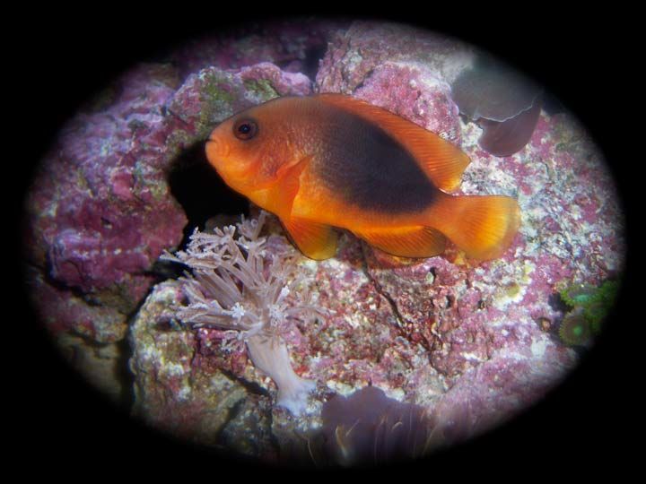 Red Saddle Clown - Tank Shots - Nano-Reef Community