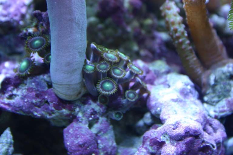 green zoos & snake polyps - Community Photos - Nano-Reef Community