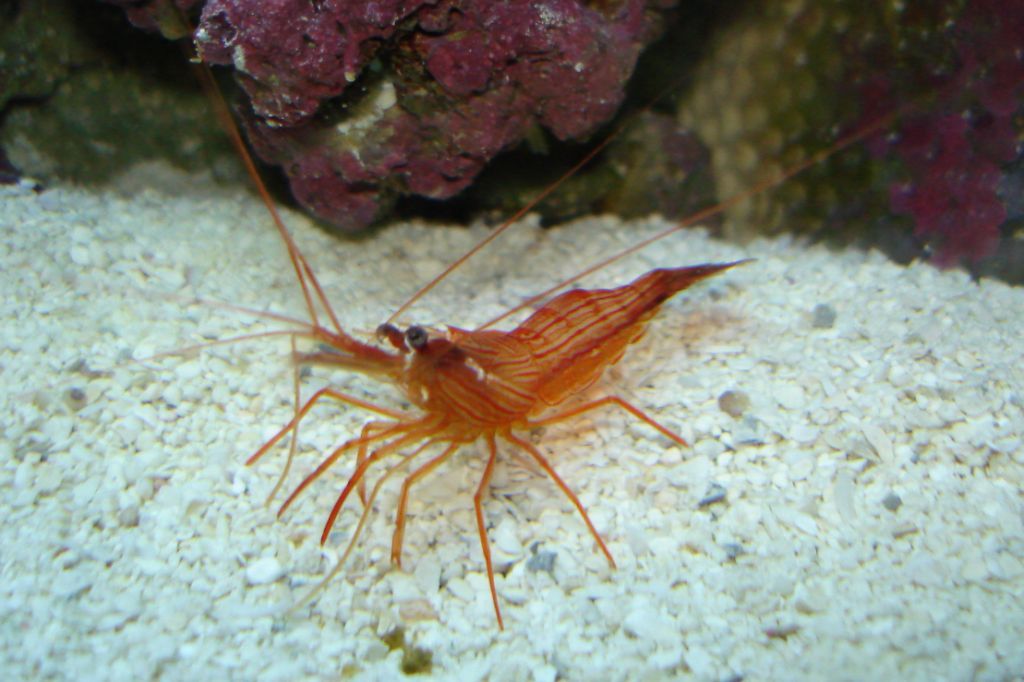 Peppermint Shrimp - Invertebrates - Nano-Reef Community