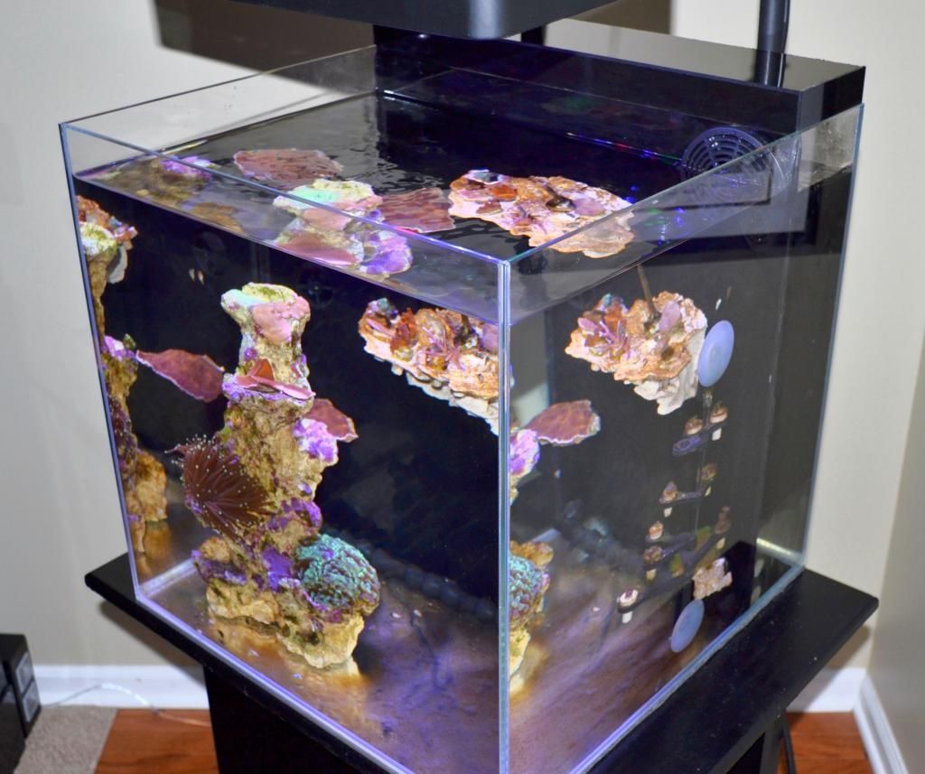 AIO Mr Aqua - Community Photos - Nano-Reef Community