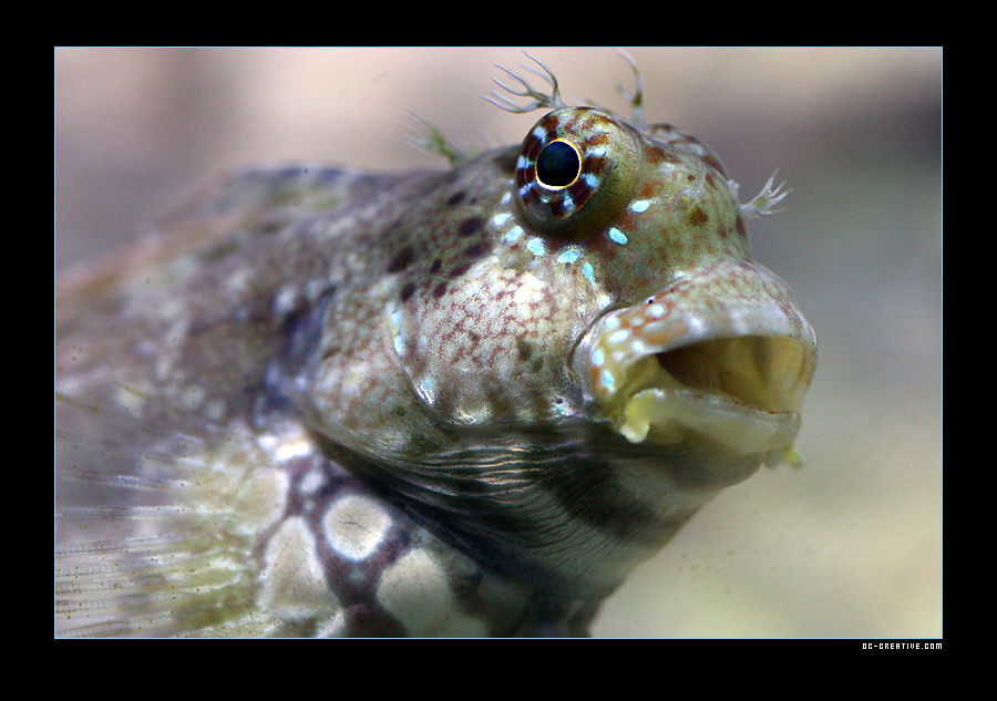 Blenny Portrait - Fish - Nano-Reef Community