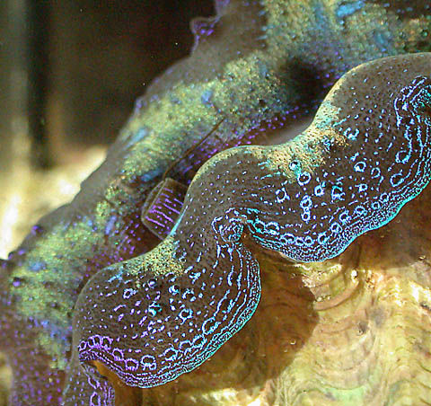 Clam Poop - Community Photos - Nano-Reef Community