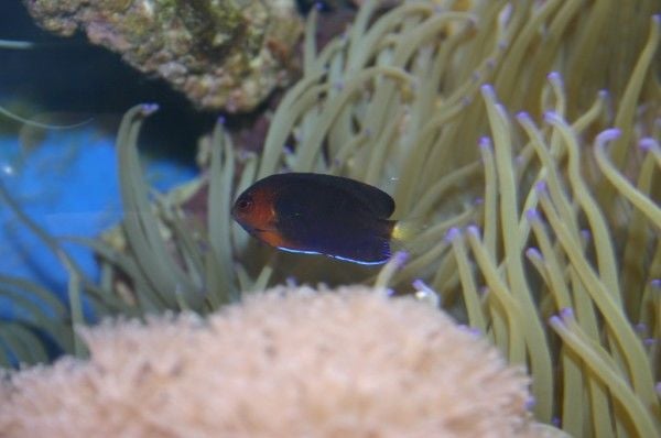 whitetail pygmy angel - Community Photos - Nano-Reef Community