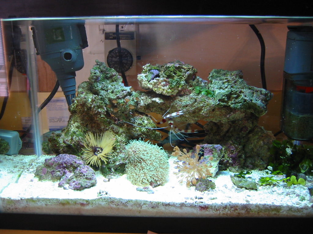 5.5 Gallon AGA Tank - Community Photos - Nano-Reef Community