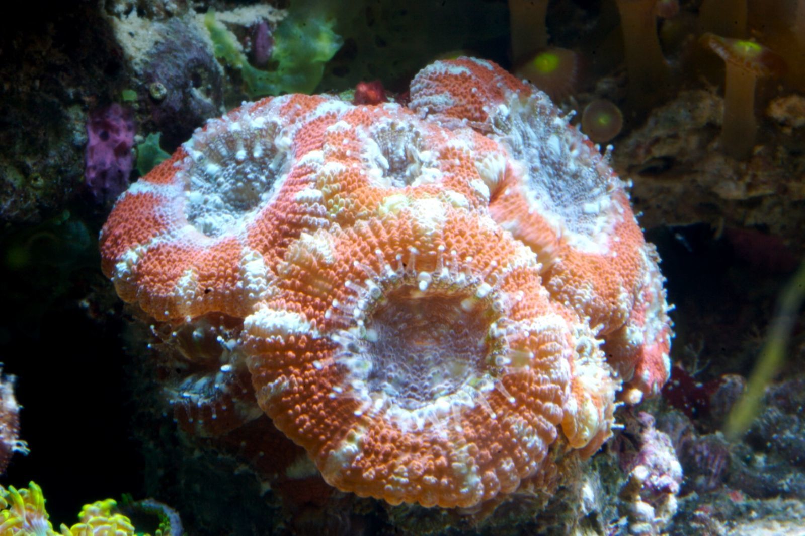 Acan is finally growing - Community Photos - Nano-Reef Community