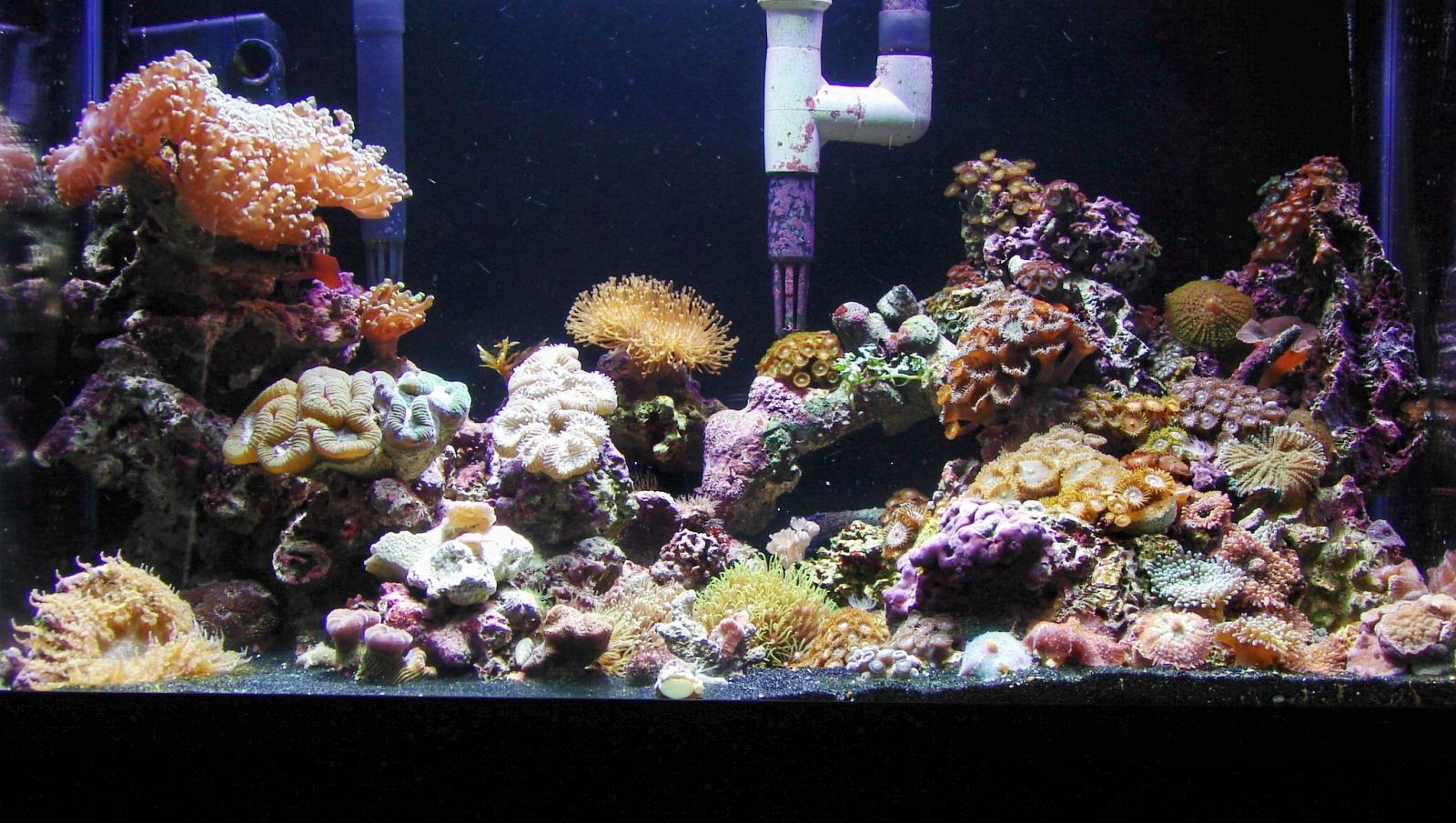 fts of my 10g aga - Tank Shots - Nano-Reef Community