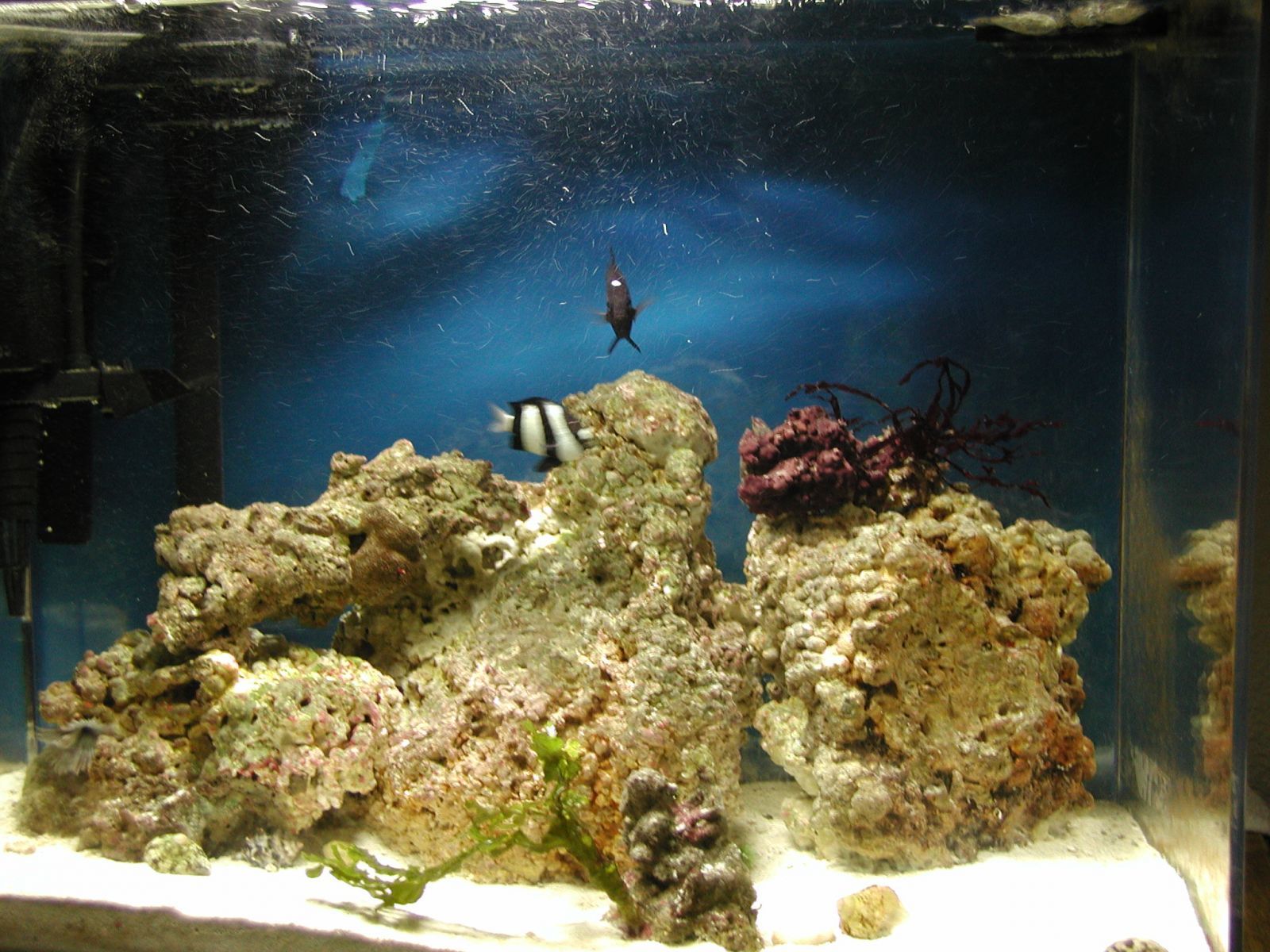 two_damsels - Community Photos - Nano-Reef Community