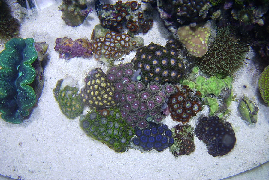 Zoo/Clam Top Down - Top-down View - Nano-Reef Community