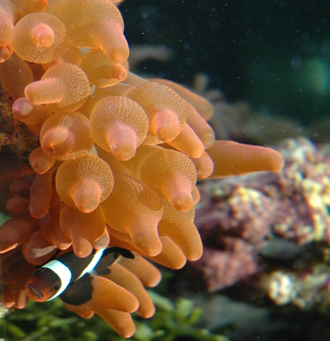 Clown - Clownfish - Nano-Reef Community