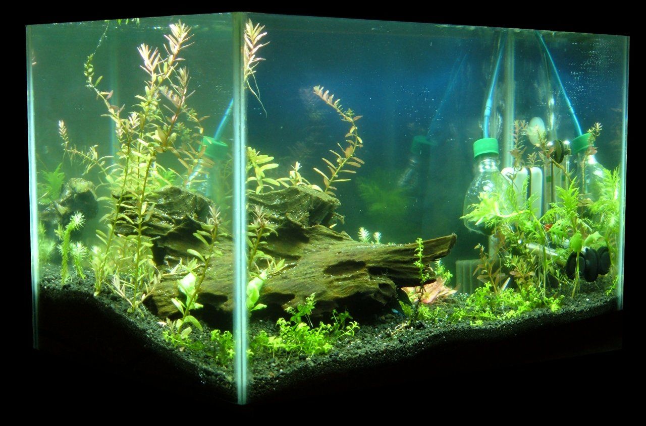 Angled shot of my FW Planted tank - Community Photos - Nano-Reef Community