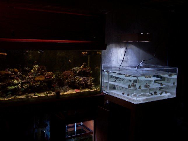 Frag tank completed next to my 90 Gallon - System Setups - Nano-Reef ...