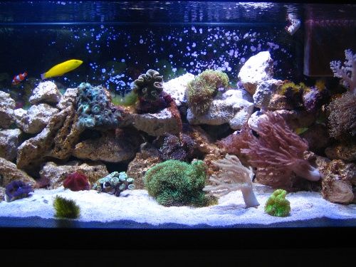 My new 70 gallon Reef Tank! - Community Photos - Nano-Reef Community