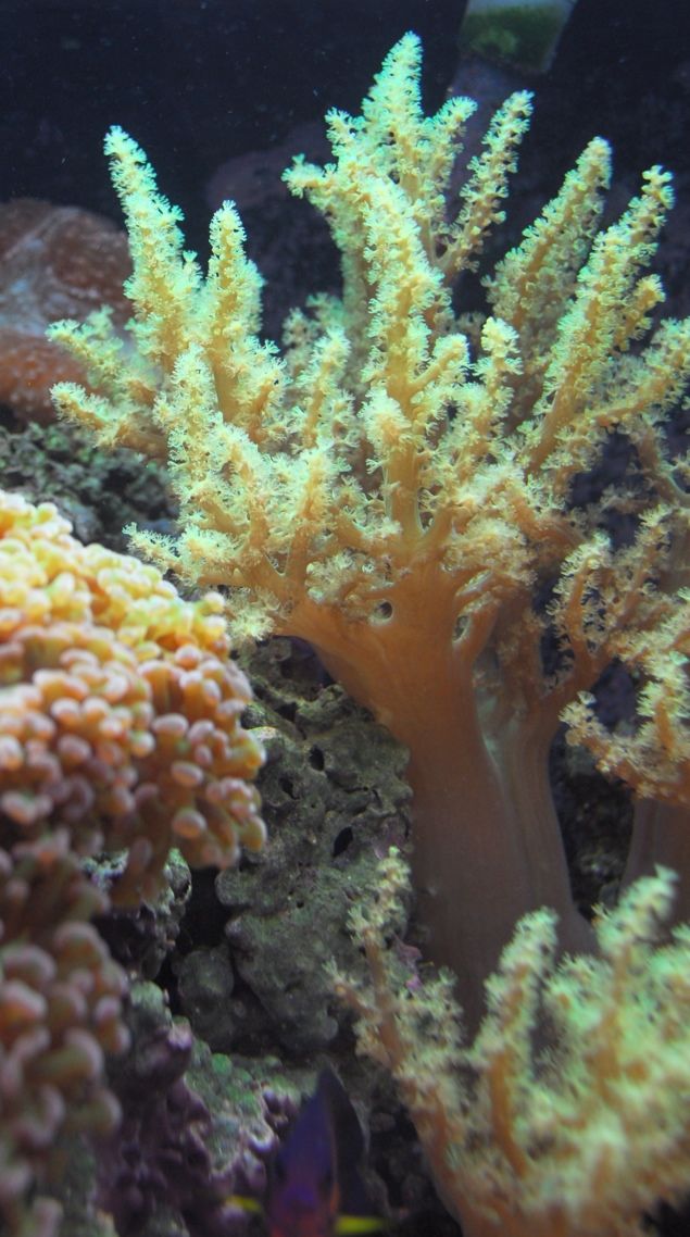 Green Sinularia - Community Photos - Nano-Reef Community