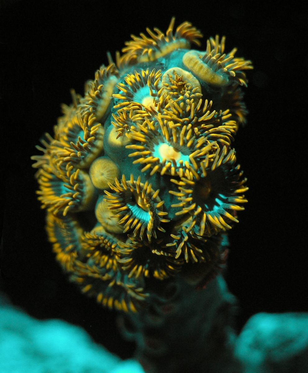 Blue & Gold Zoos Tuck in for the Night - Nighttime - Nano-Reef Community