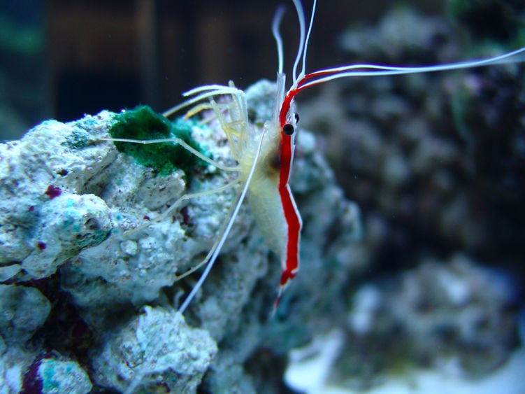 cleaner shrimp - Community Photos - Nano-Reef Community