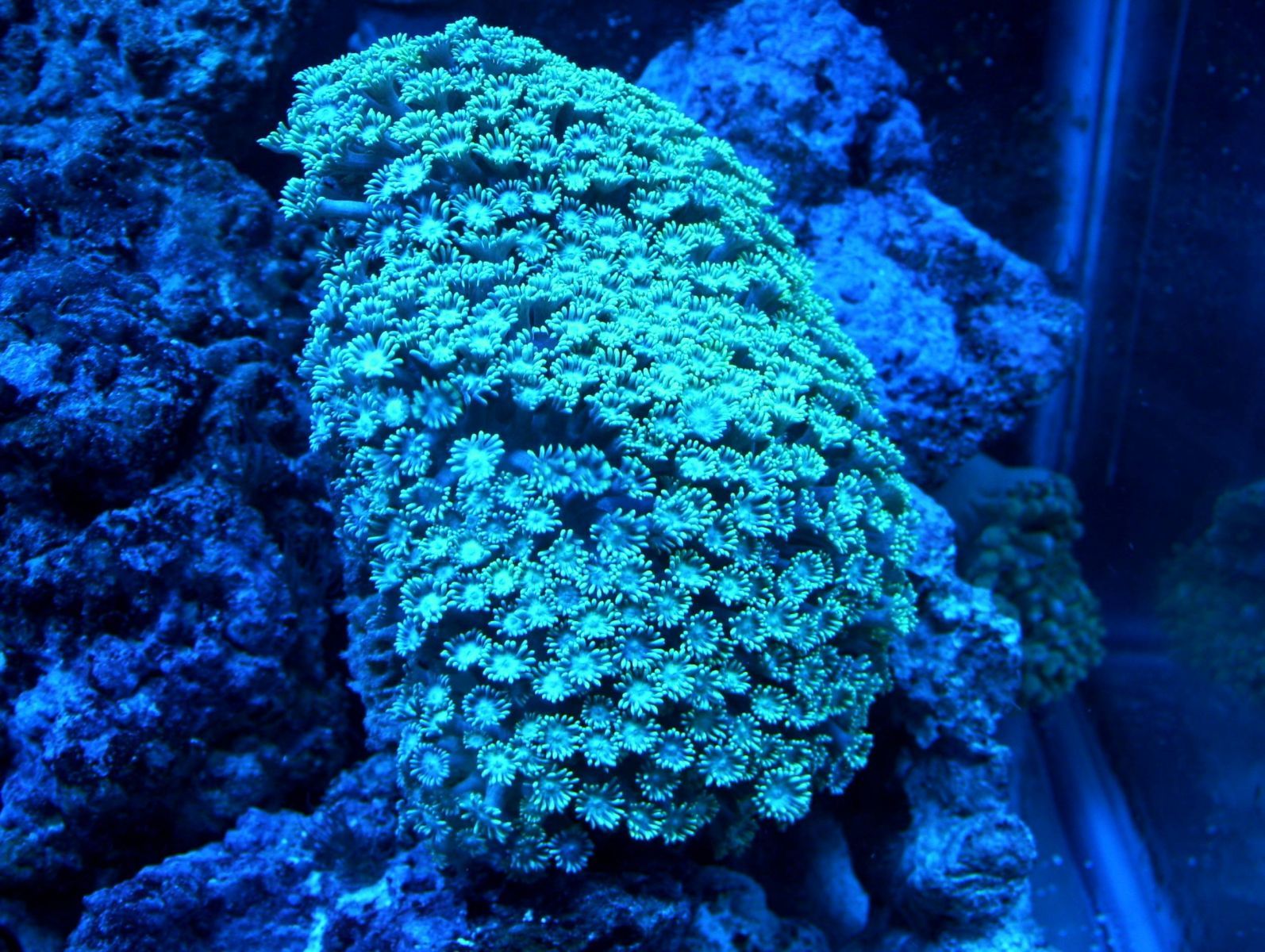 electric flower pot coral under intense actenics - Community Photos ...