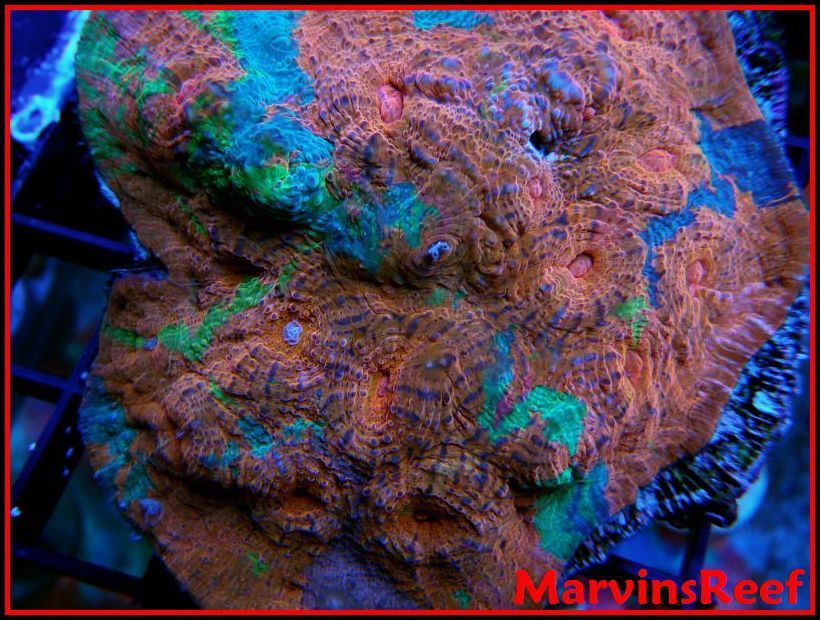 how many colors do you see? - Community Photos - Nano-Reef Community