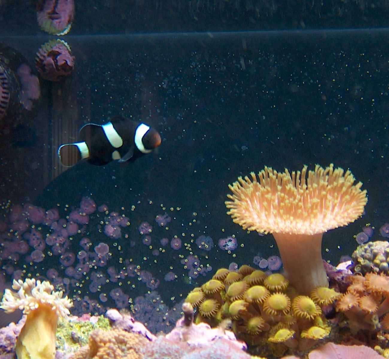 black and white perc now - Community Photos - Nano-Reef Community