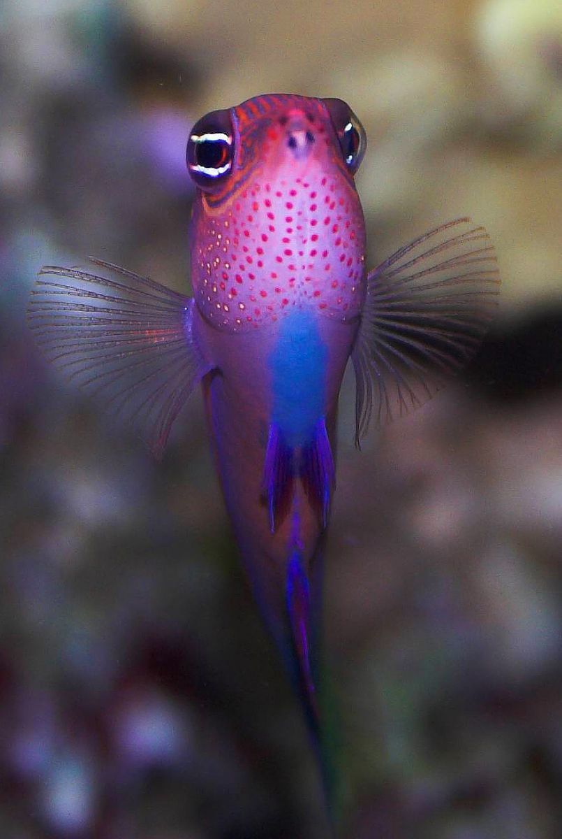 Six Line wrasse - Pink - Nano-Reef Community