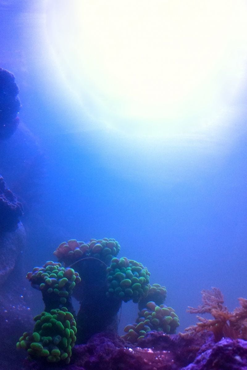 Bacterial Gloom Boom - Hitchhikers & Pests - Nano-Reef Community