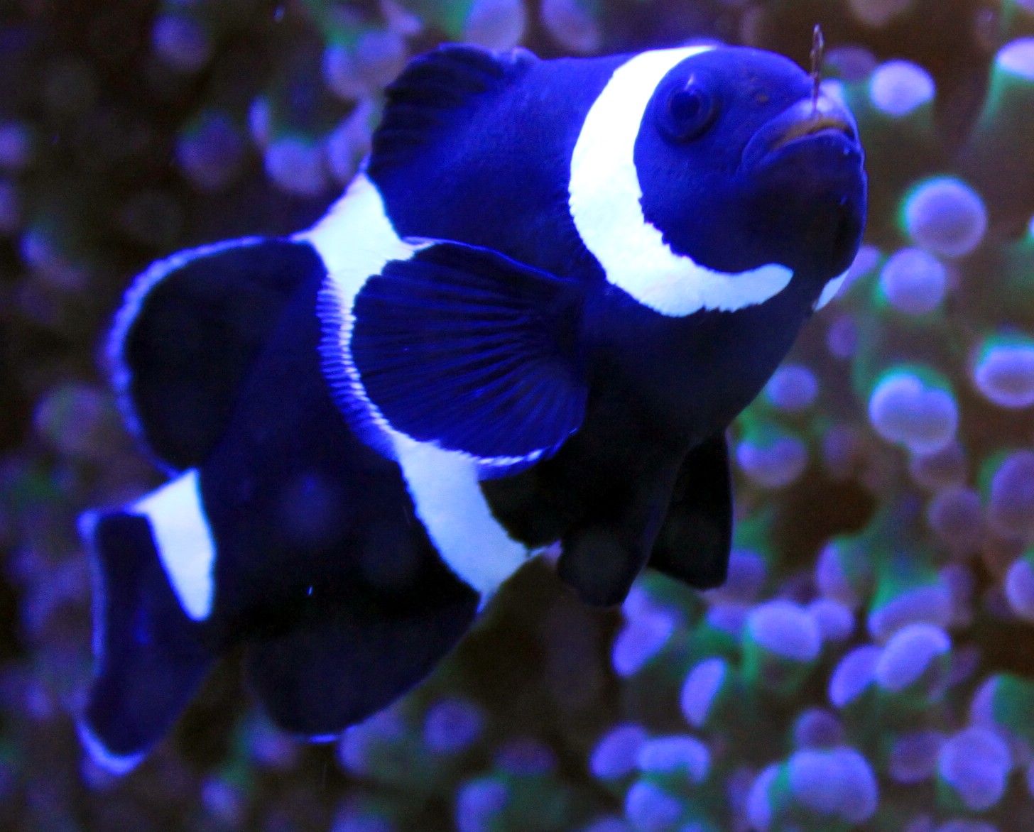 Fish Hook - Fish - Nano-Reef Community
