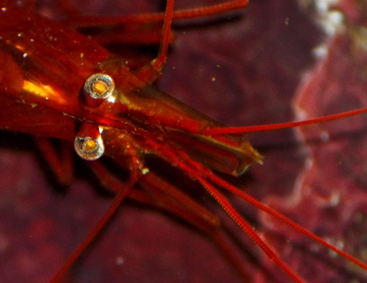 Peppermint Shrimp - Eyes - Nano-Reef Community