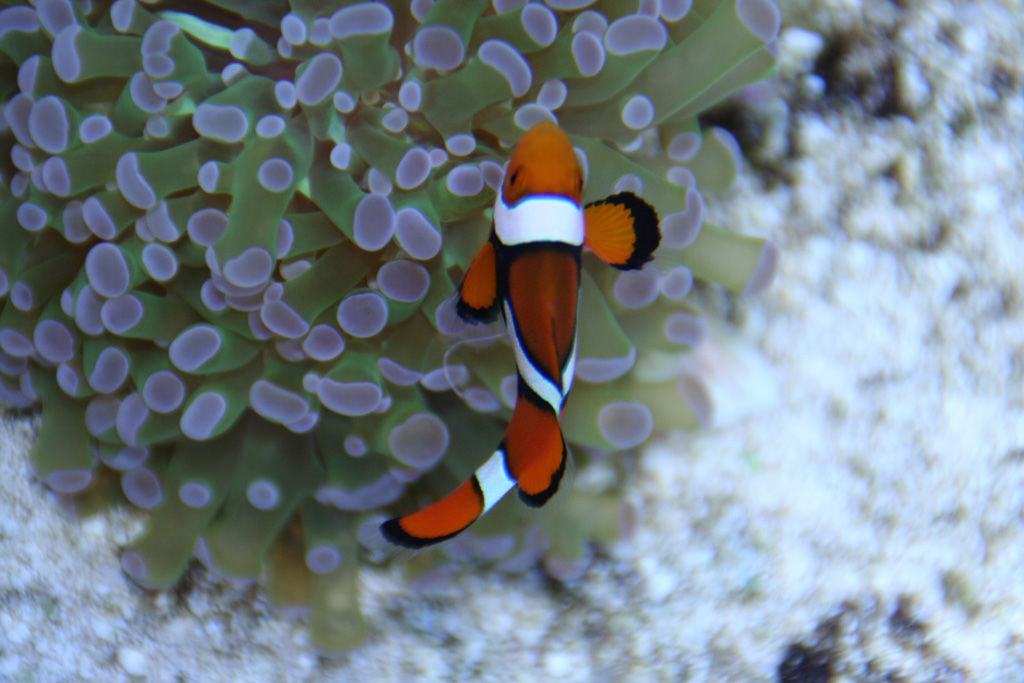 Top down looking at Clown and frog spawn - Top-down View - Nano-Reef ...