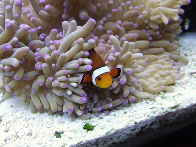 Ocellaris Clownfish and Sebae - Clownfish - Nano-Reef Community