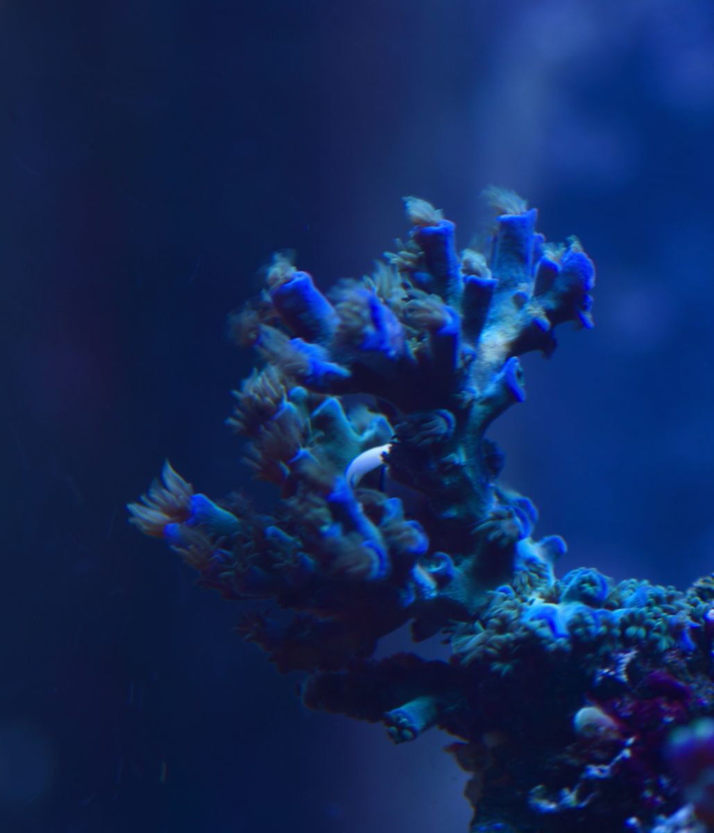 Acro Crab - Hitchhikers & Pests - Nano-Reef Community
