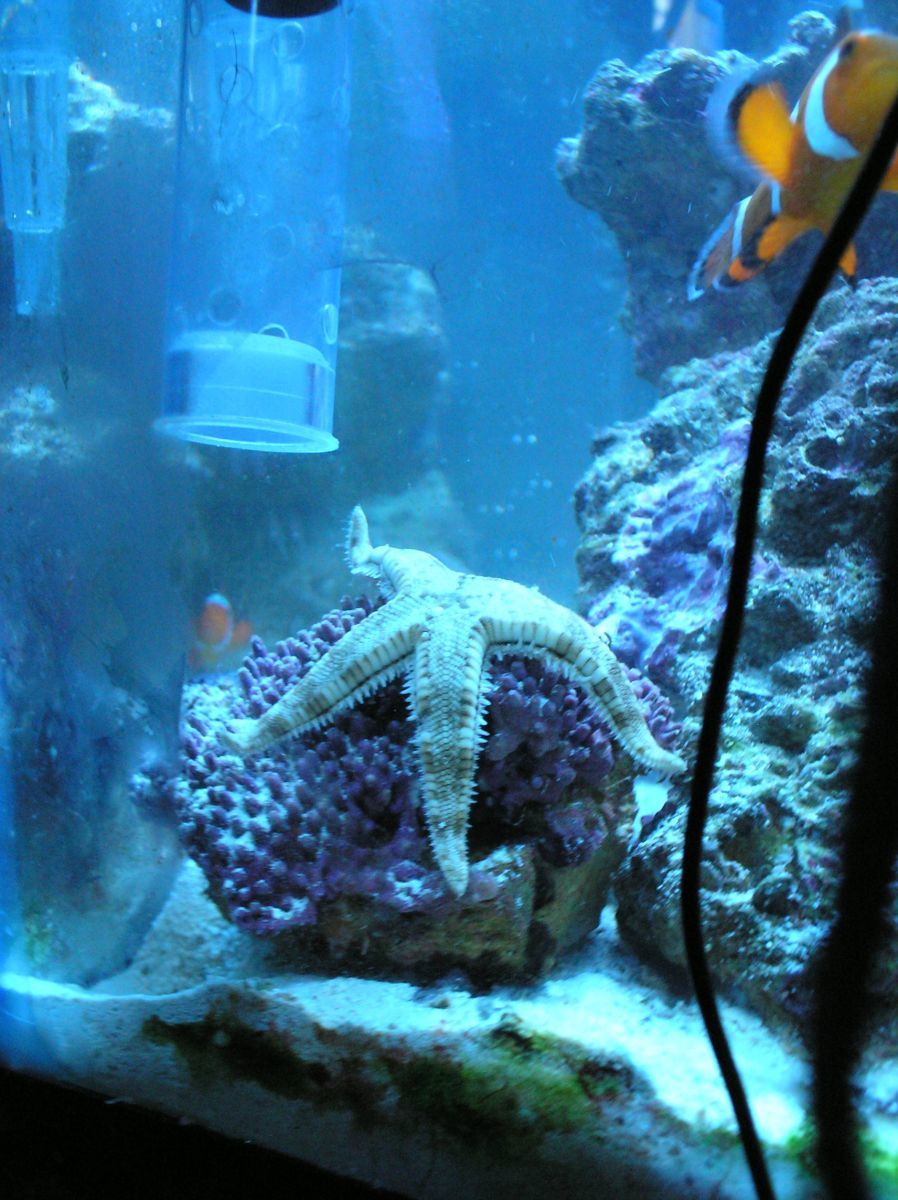 Sand sifting starfish - Community Photos - Nano-Reef Community
